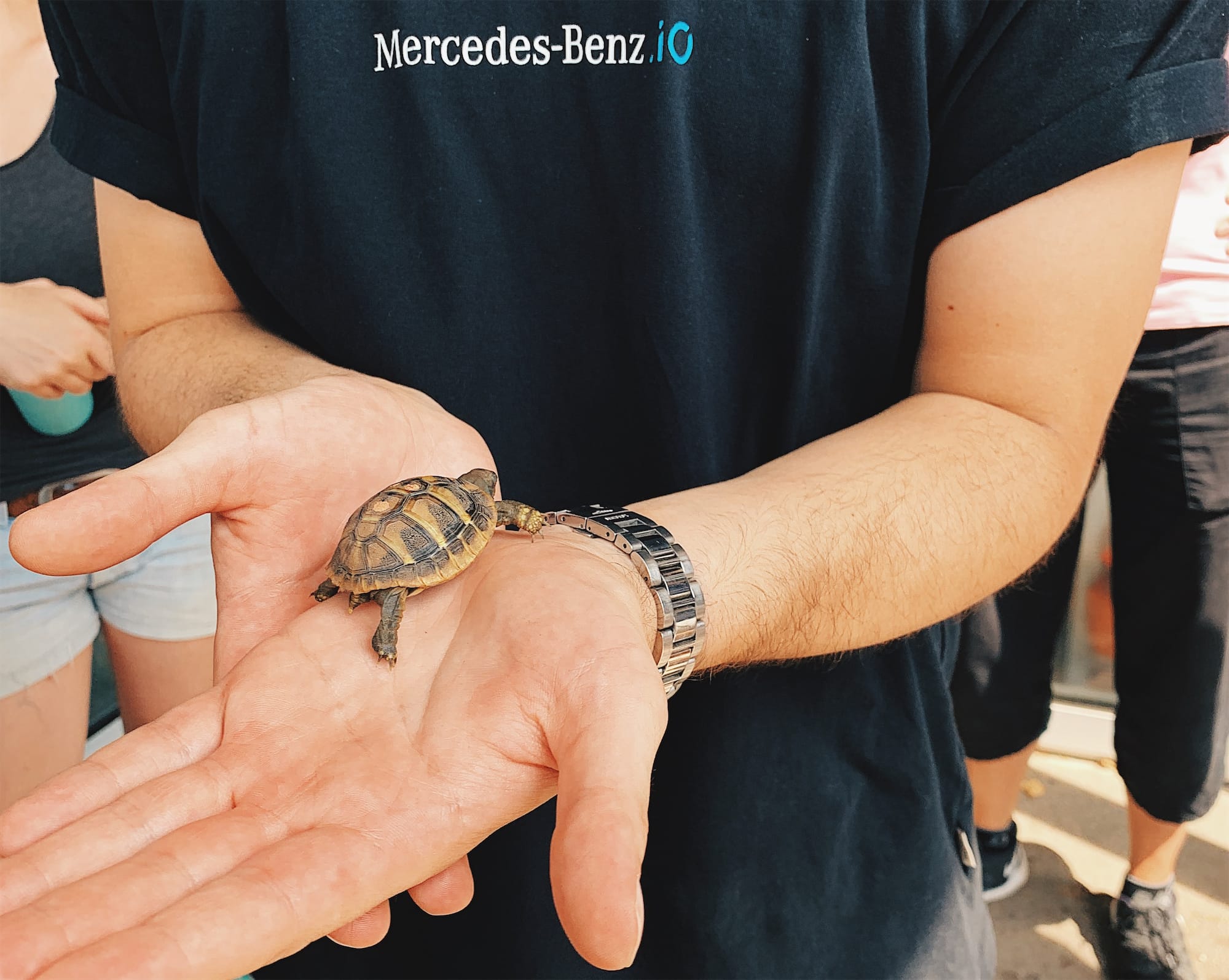 Building Turtle Pens – A Photo Story | Mercedes-Benz.io