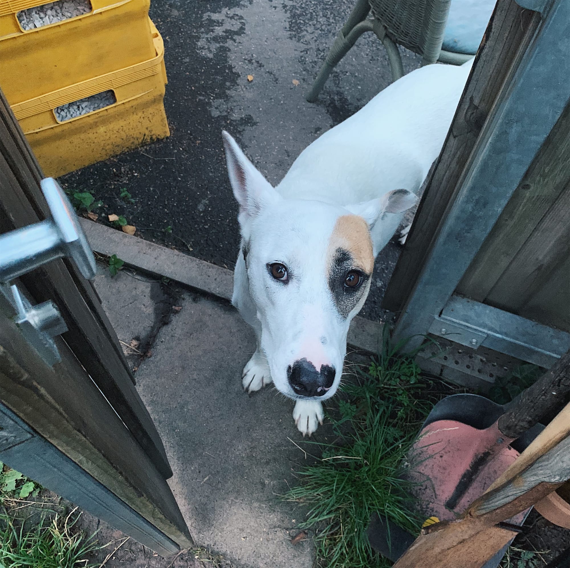 Building Turtle Pens – A Photo Story | Mercedes-Benz.io